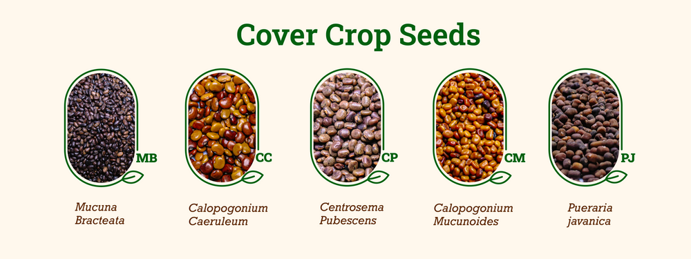 Collections – Kudzuseeds