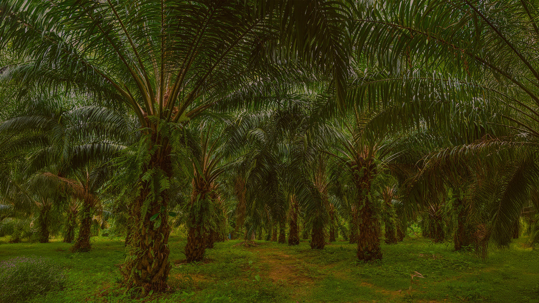 Kudzu Seeds Trading | Premium Hybrid Seeds & Sustainable Farming Solut ...